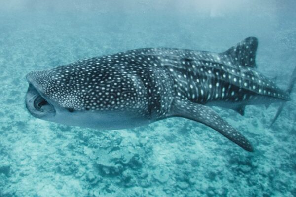 Fantastisk dykning på Maldiverne, vores tips